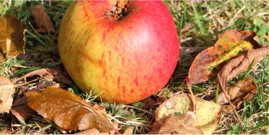 Close To The Tree | leezanello.com